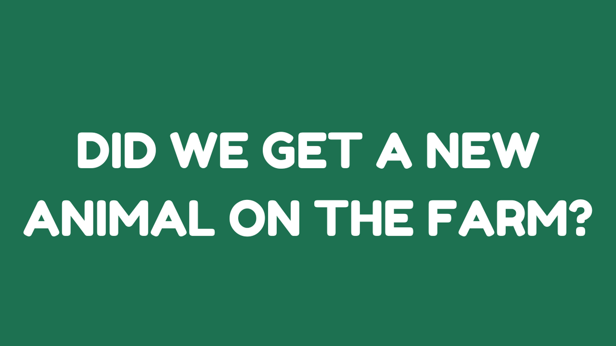 Meet Ferdinand! – Growing Roots Farm